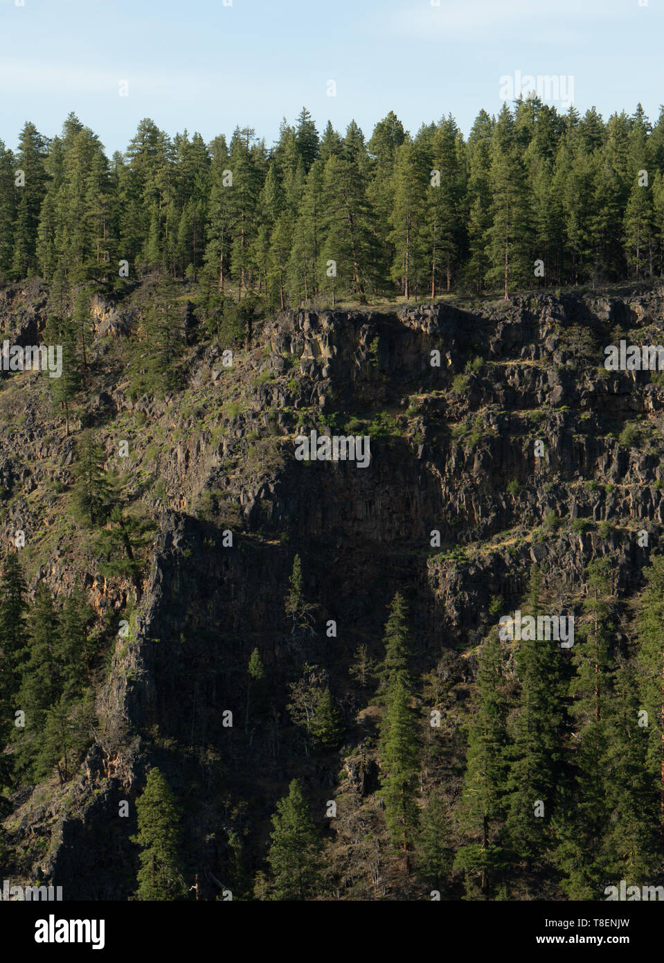 Cliffs with pine trees on top, rough, beautiful backdrop, great for ...