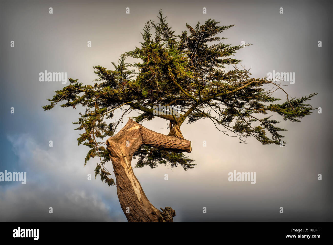 Top of a Twisted cypress tree in Point Reyes National Seashore to ...