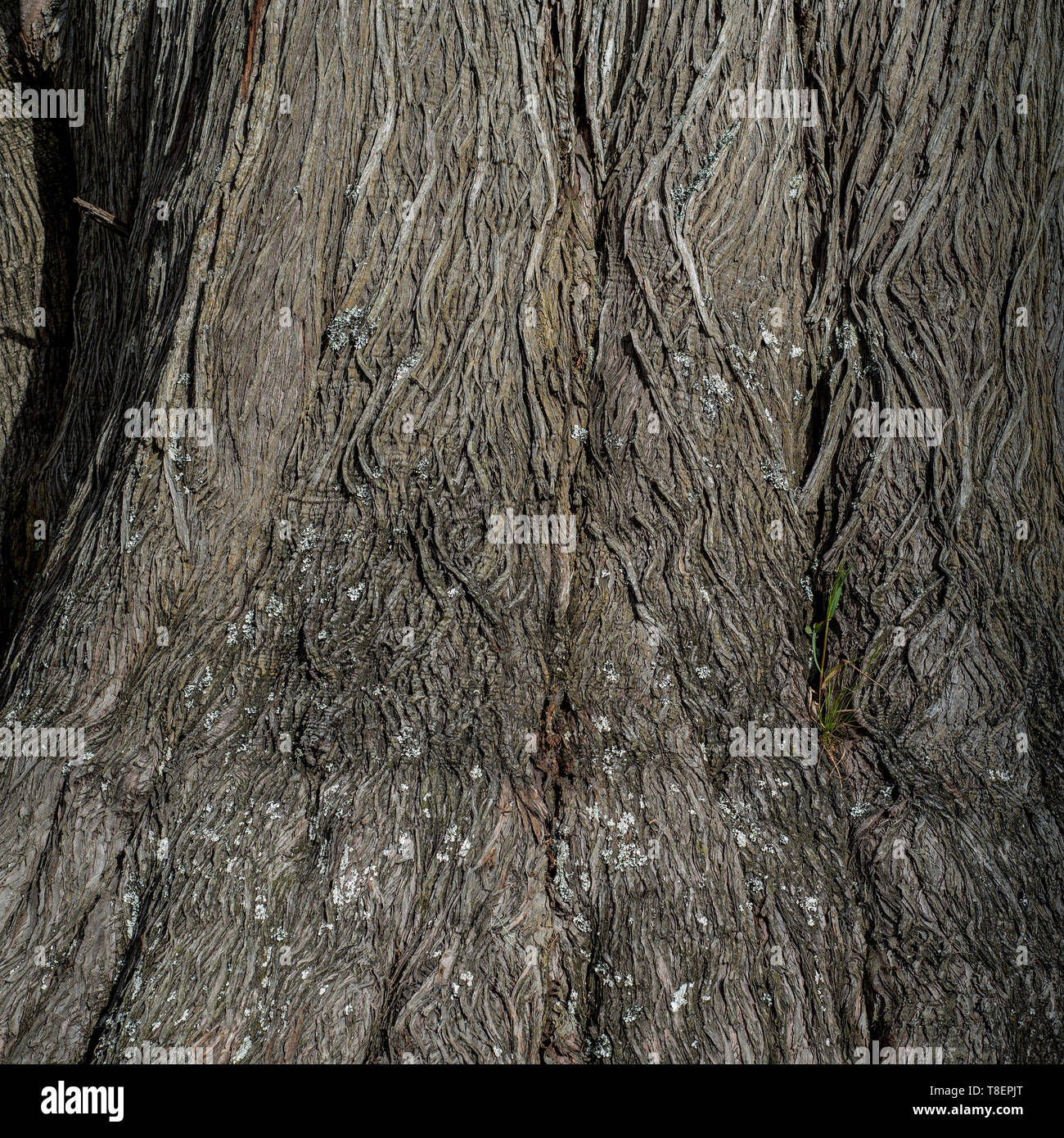 Cypress tree wood texture hi-res stock photography and images - Alamy