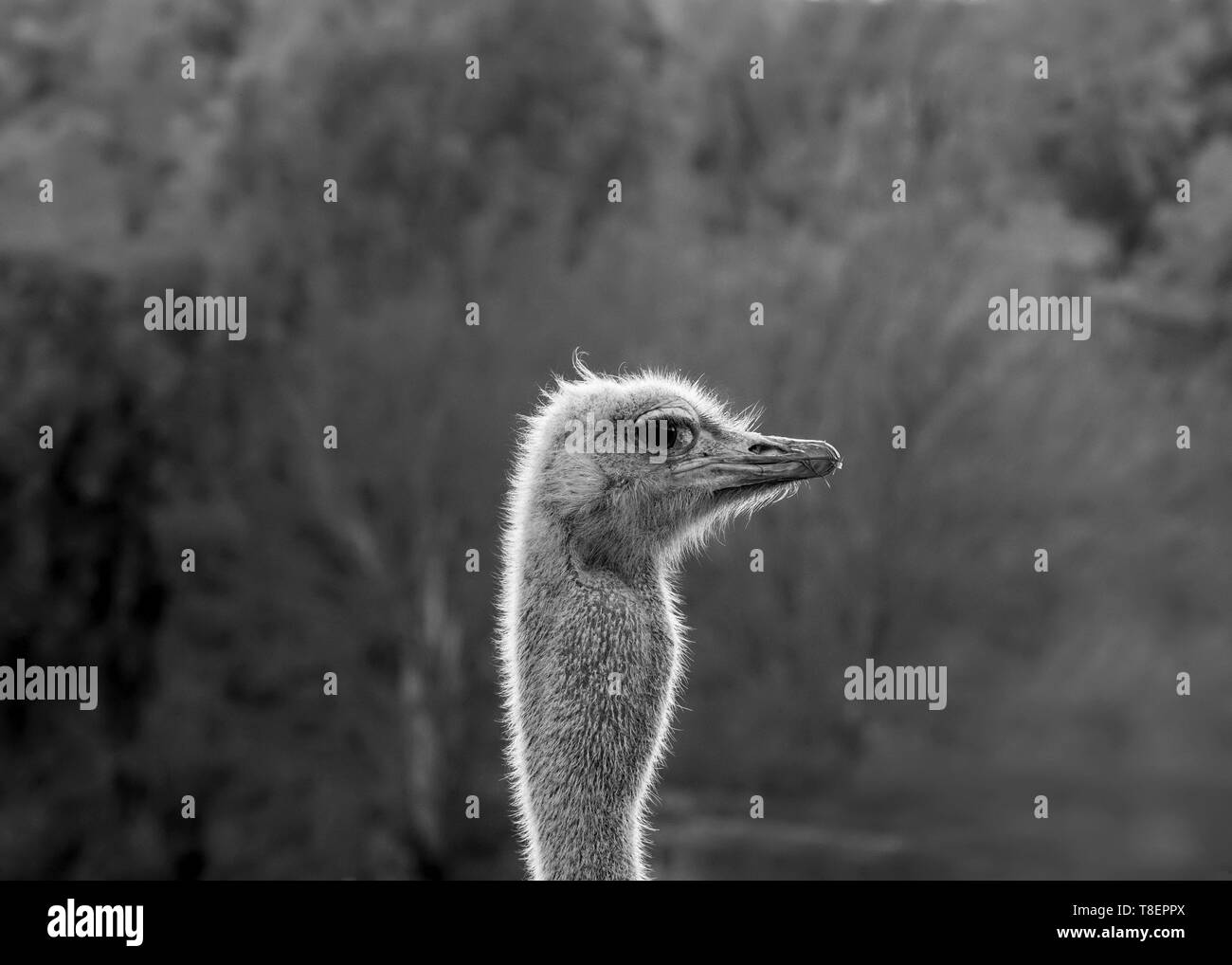 Ostrich head giving the photographer an evil eye in black and white ...