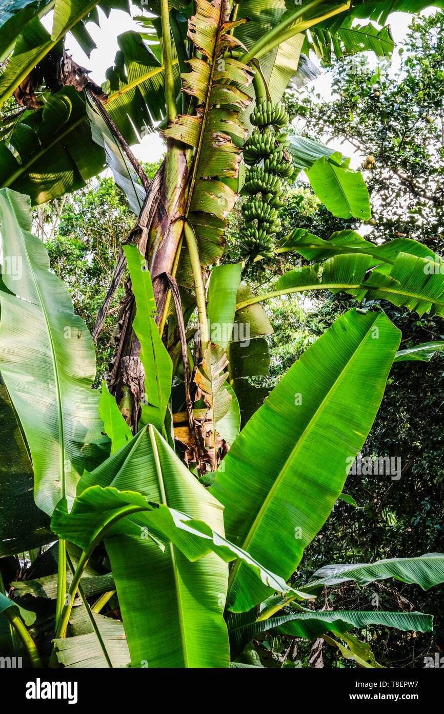 Plantain trees hi-res stock photography and images - Alamy