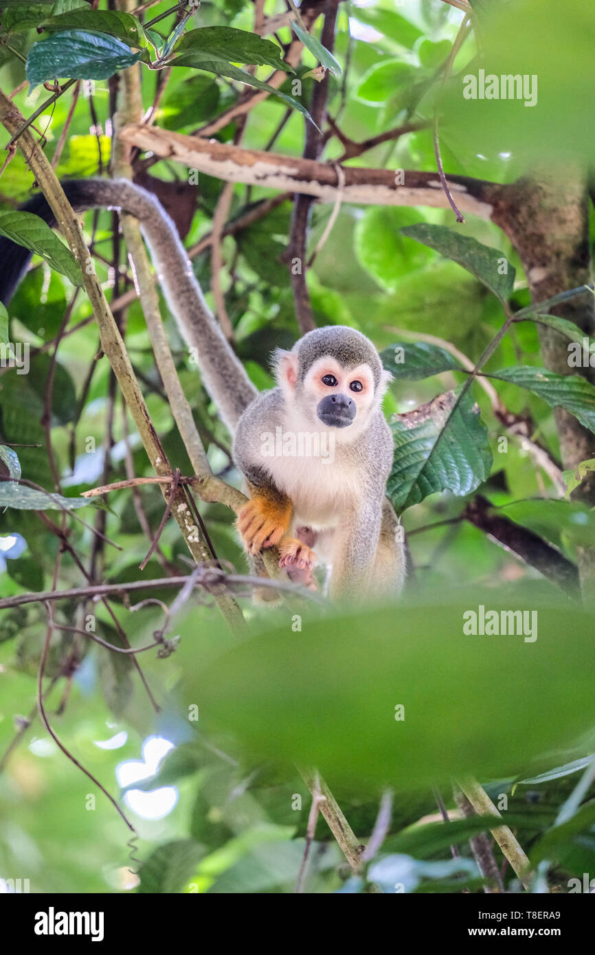 A squirrel monkey on a tree in Ecuador Stock Photo - Alamy