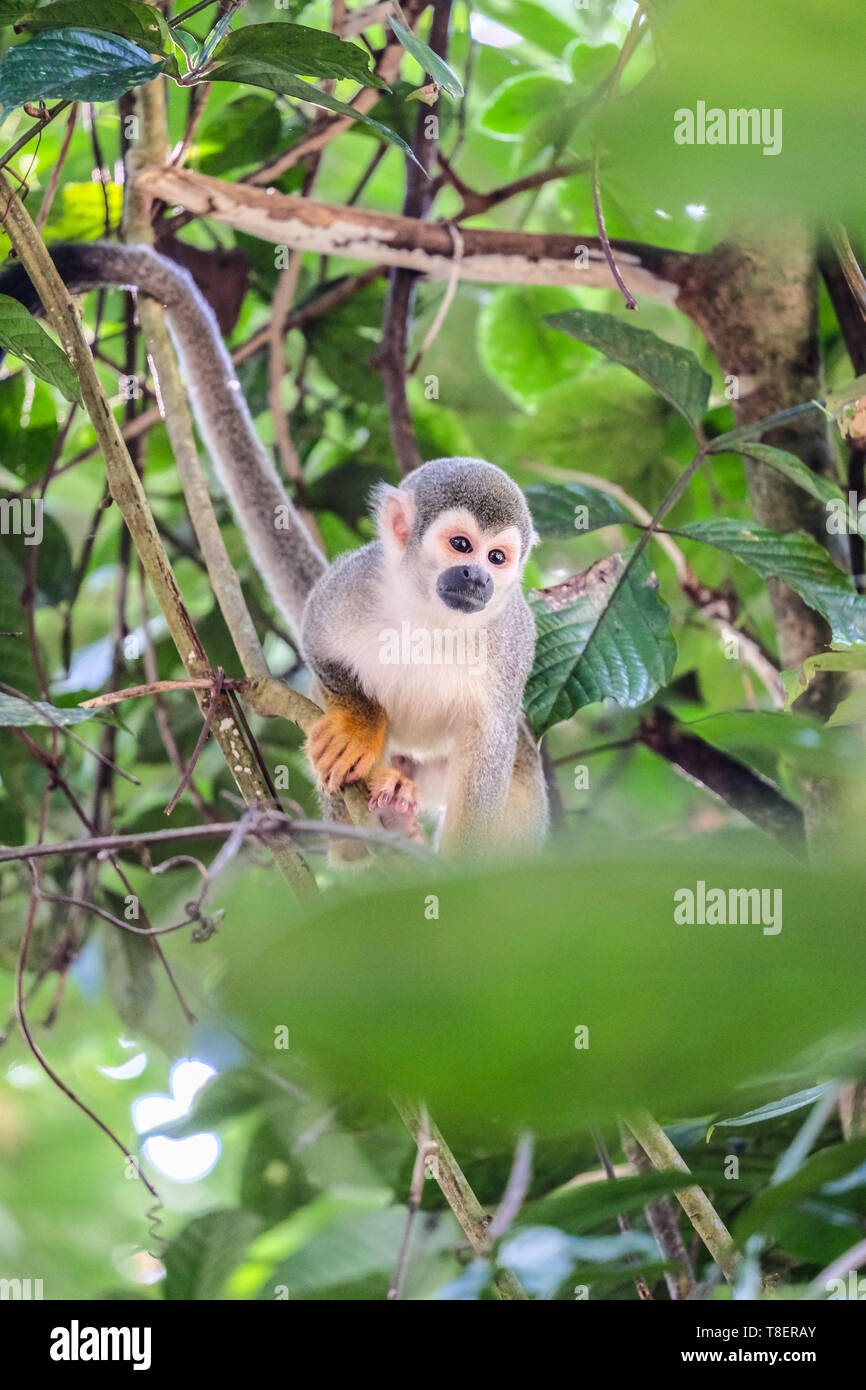 Región amazónica ecuador hi-res stock photography and images - Alamy