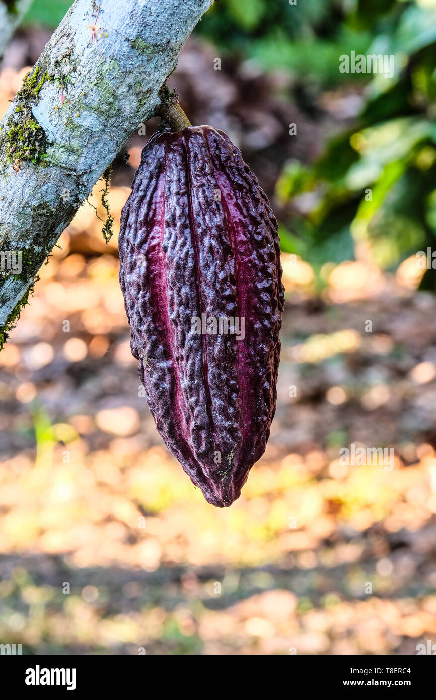 Cacao trees in rainforest hi-res stock photography and images - Alamy