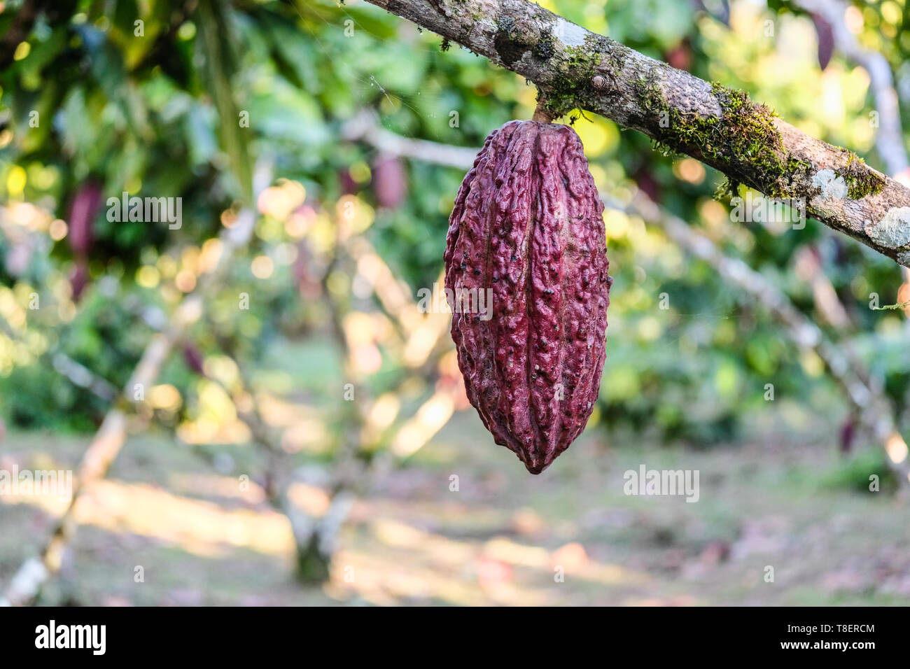 Cacao trees theobroma cacao hi-res stock photography and images - Alamy