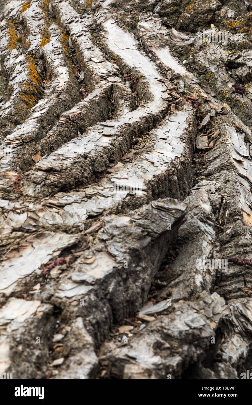 the deep grooves and texture of a tree trunk Stock Photo - Alamy