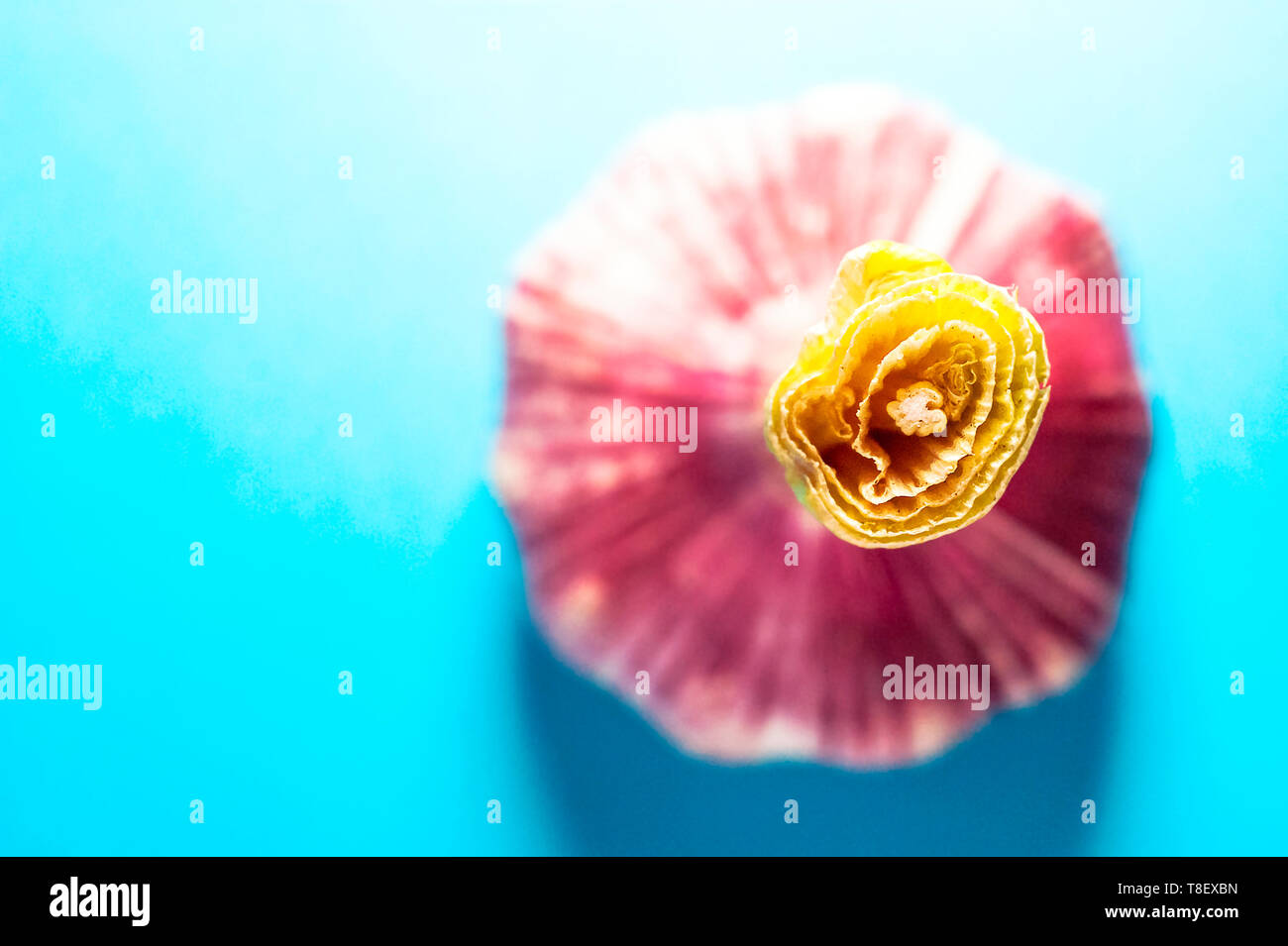 Top-Down View of Fresh Purple Garlic Head, Bulb on Light Blue ...