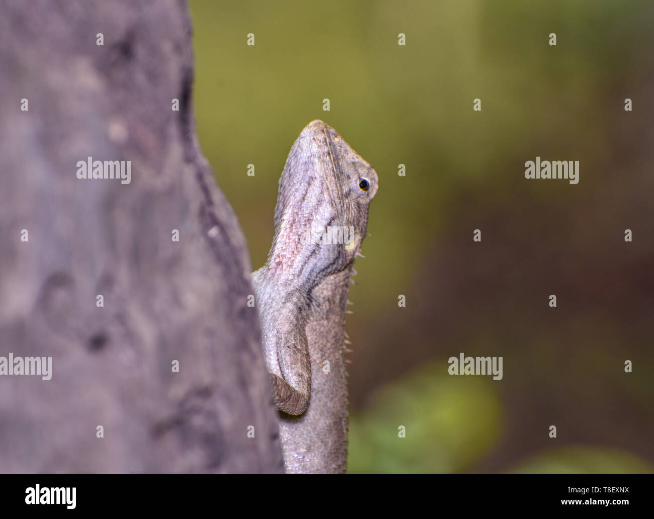 Eastern collared lizard hi-res stock photography and images - Alamy