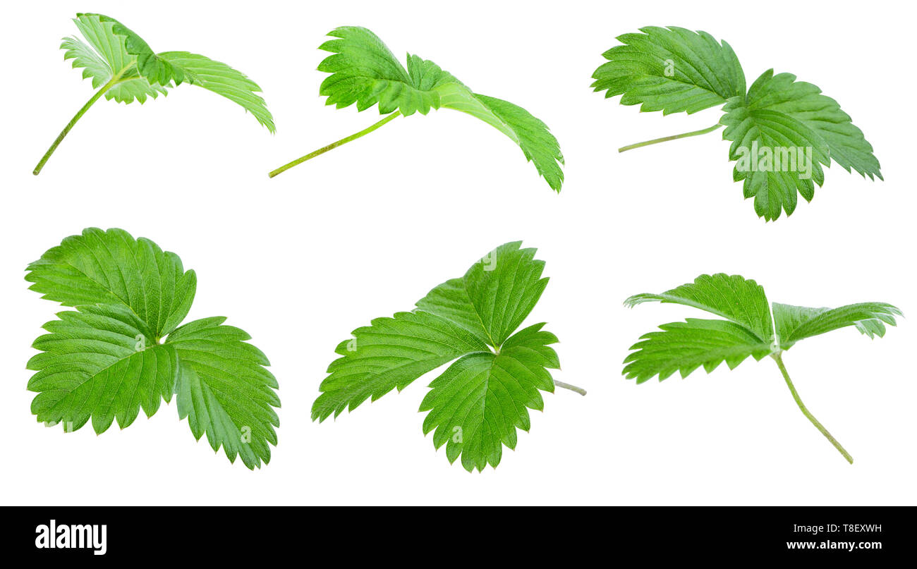 Set of various strawberry leaves isolated on white background Stock ...