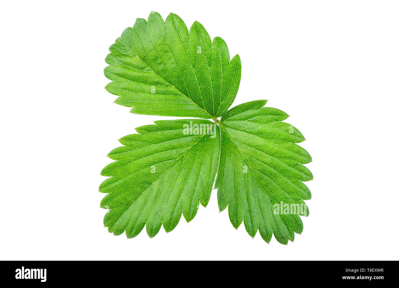 Strawberry leaf isolated on white background Stock Photo - Alamy