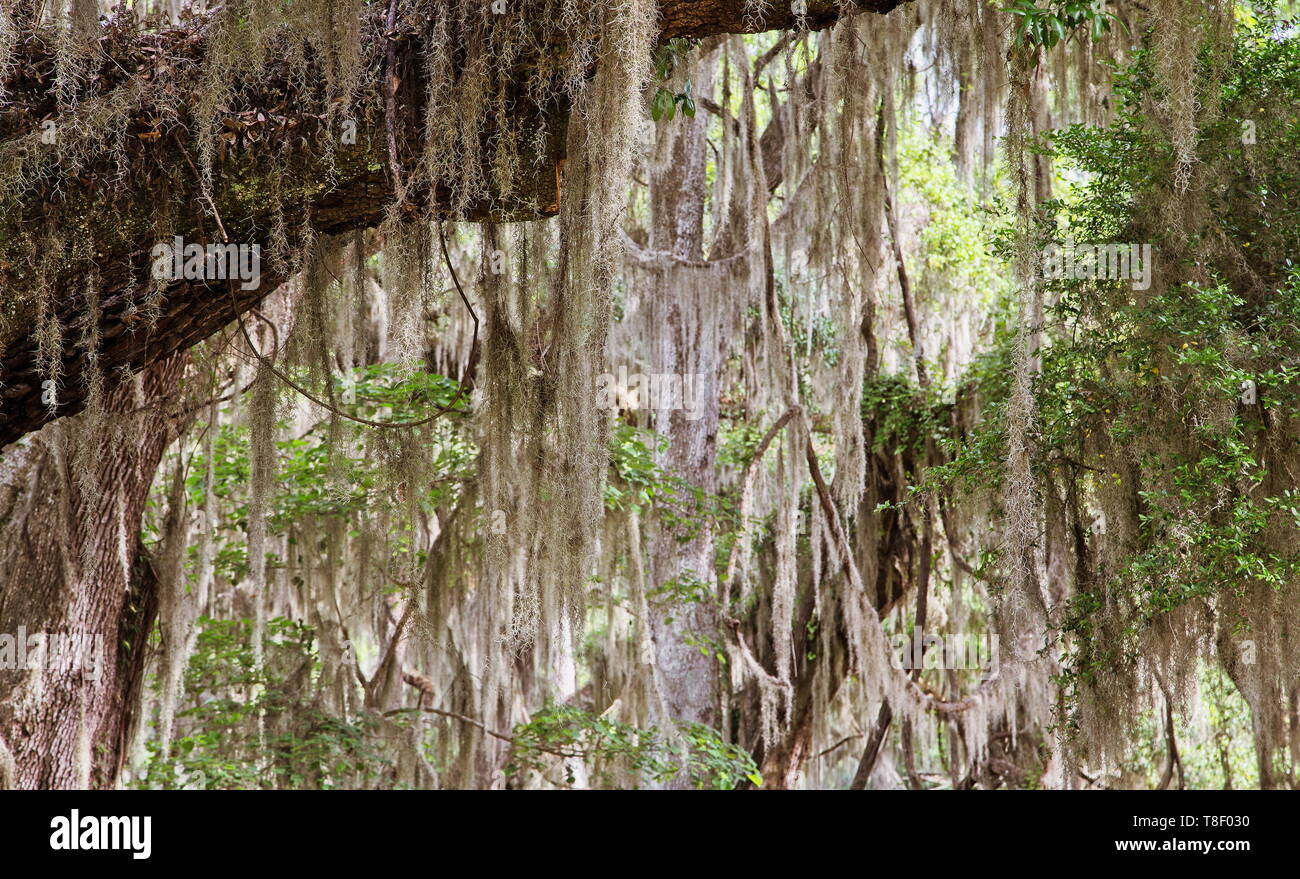 Moss draped live oak hi-res stock photography and images - Alamy