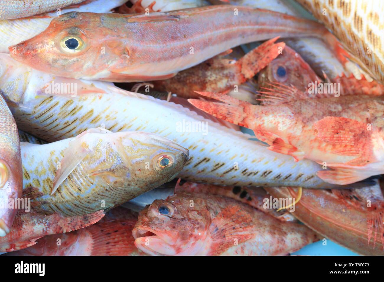 Marseille port fish market hi-res stock photography and images - Alamy