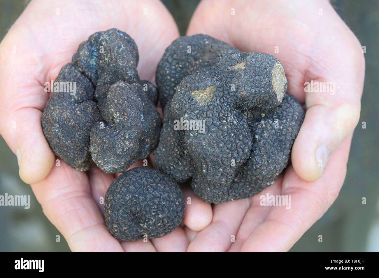 Black truffles tuber melanosporum hi-res stock photography and images ...