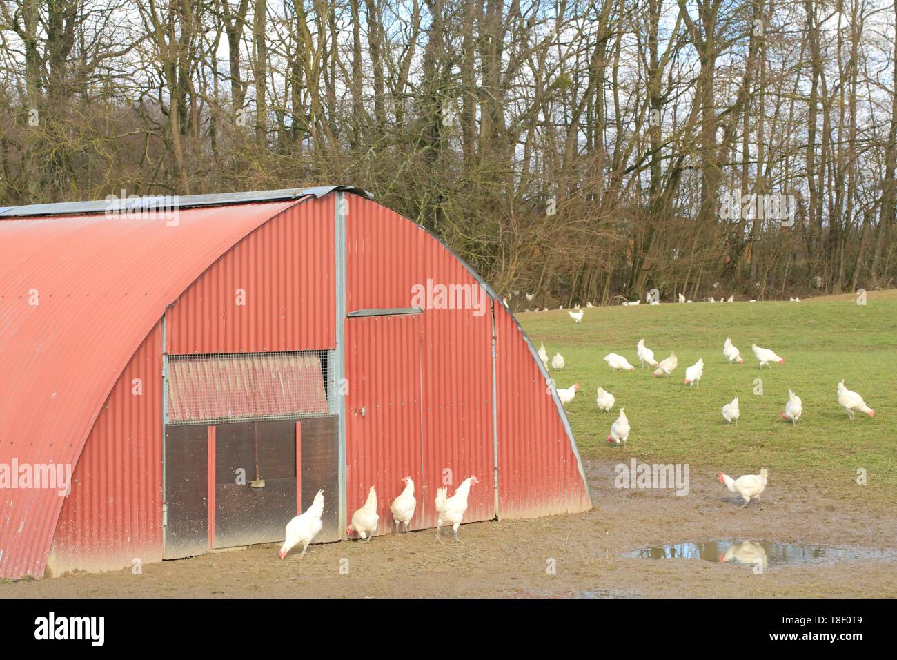 Chicken farm building hi-res stock photography and images - Alamy