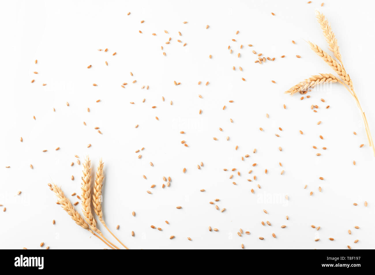 Wheat spikelets and grains on white background Stock Photo - Alamy