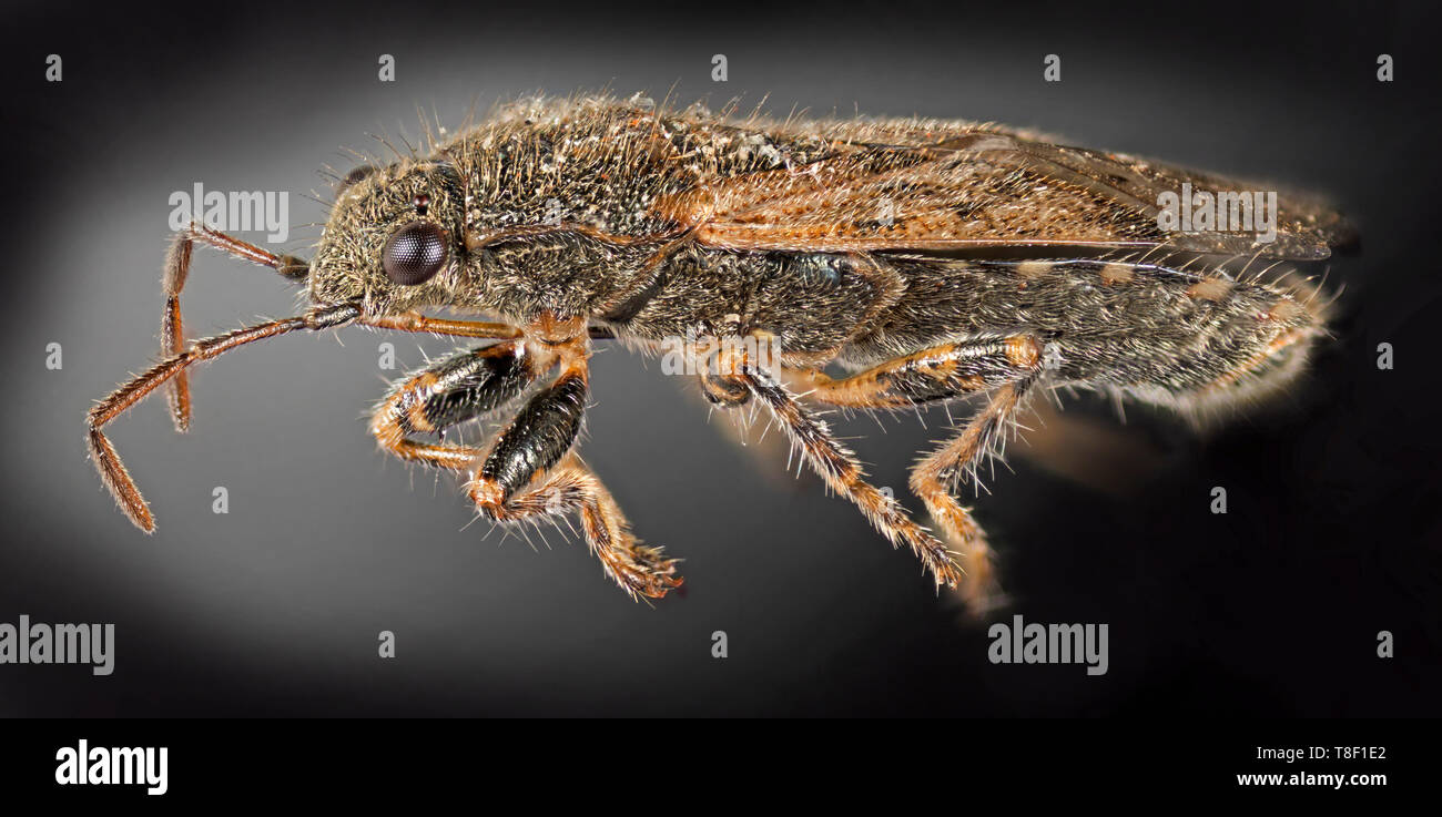 Ground bugs hi-res stock photography and images - Alamy