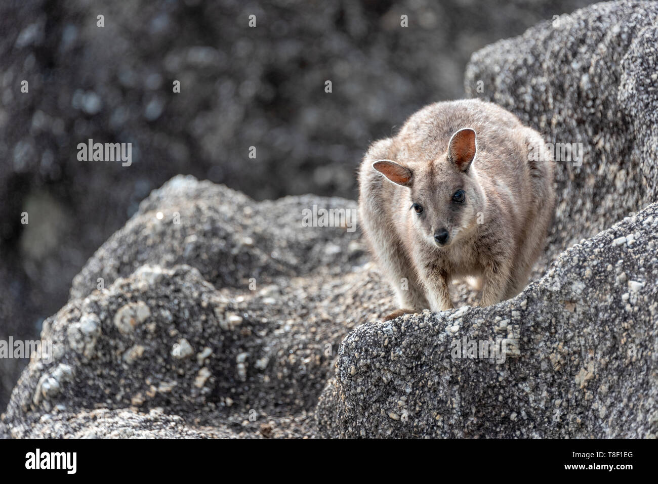 Rock hopping wallaby hi-res stock photography and images - Alamy