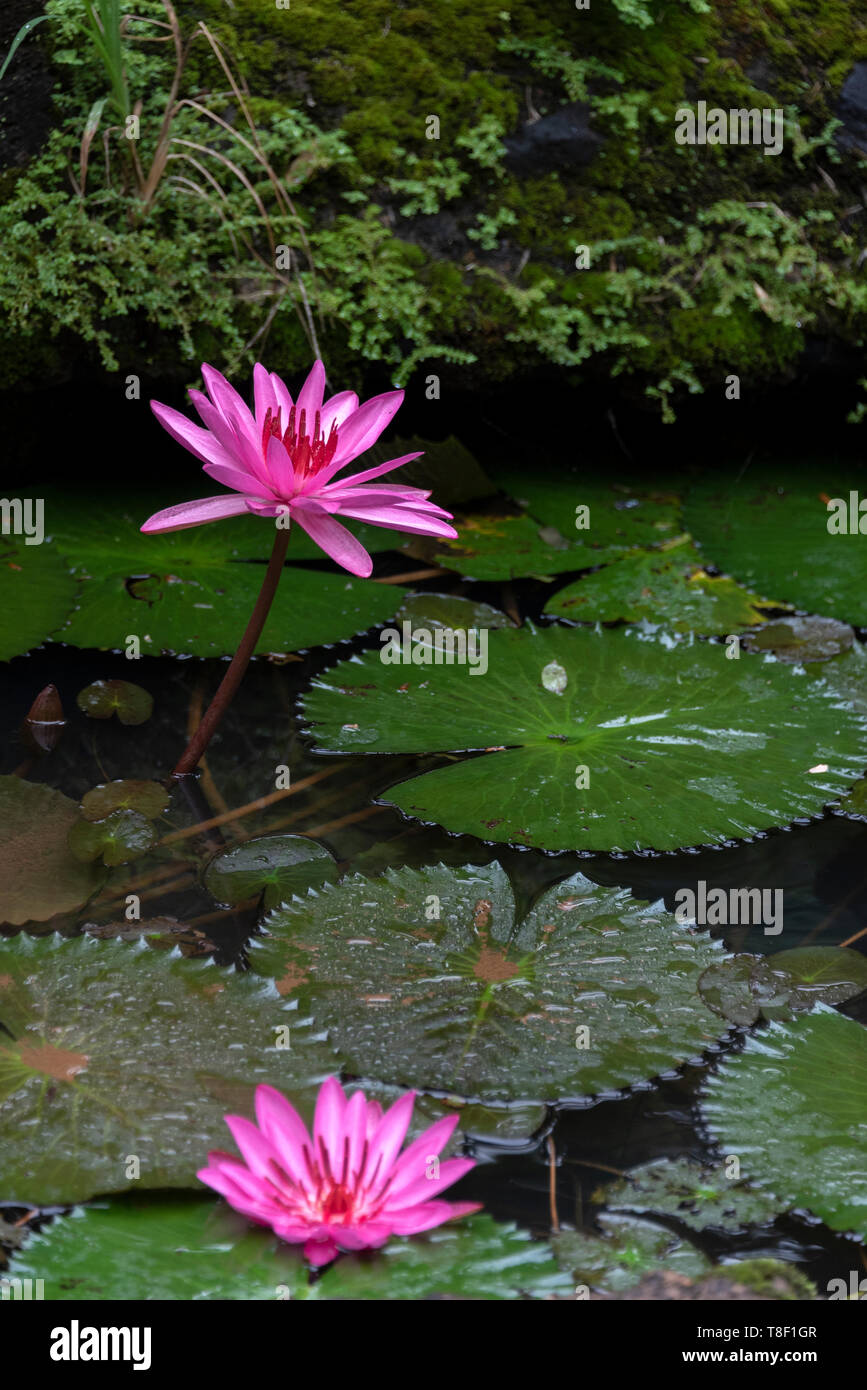 North queensland australia flowers hi-res stock photography and images ...