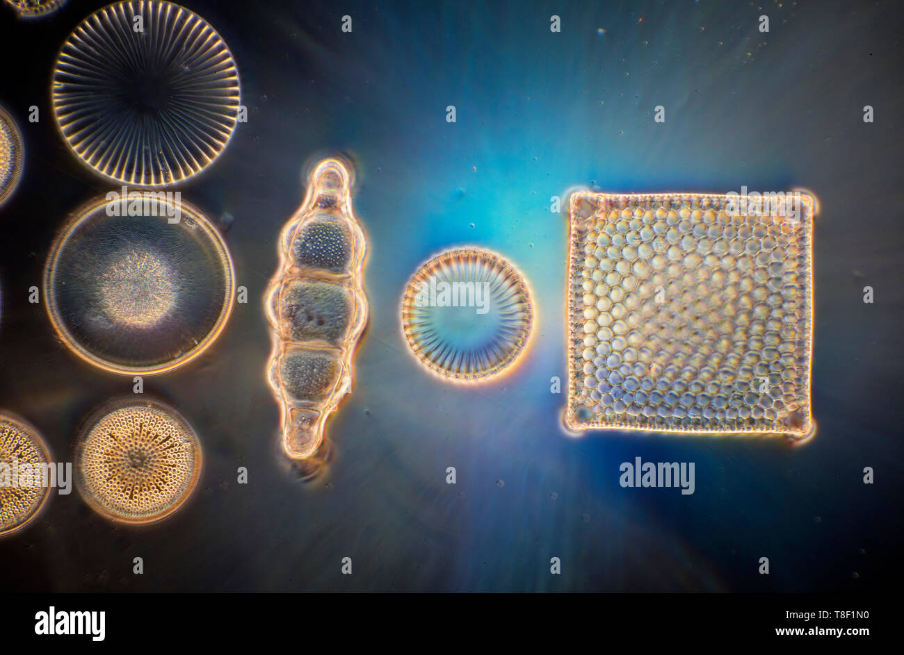 Diatom form diversity hi-res stock photography and images - Alamy