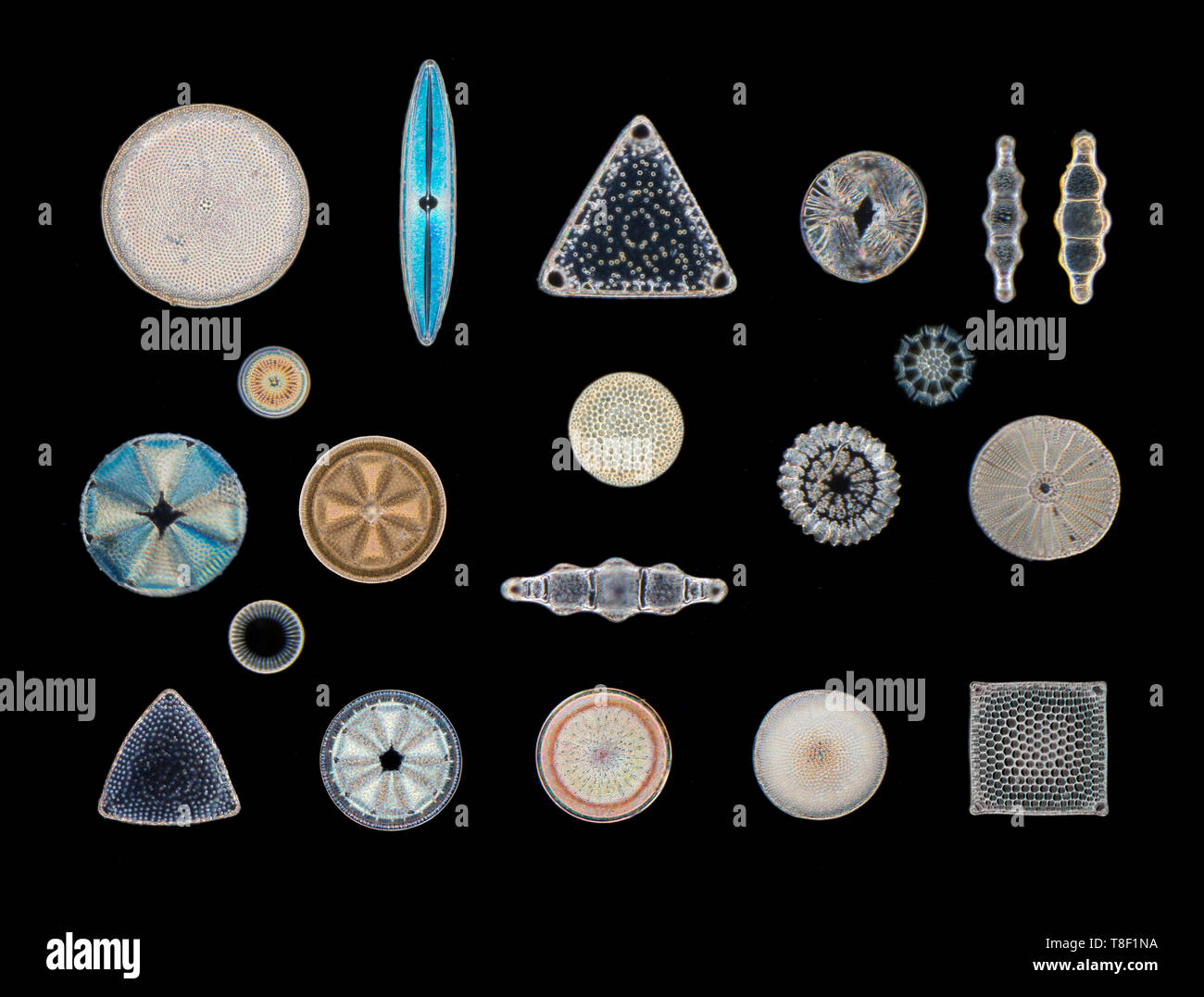 Diatom varieties hi-res stock photography and images - Alamy