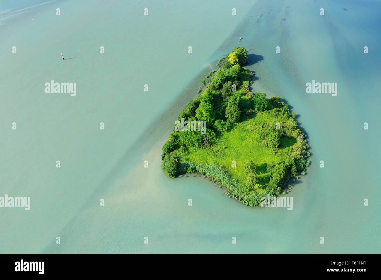 France, Ain, Massignieu de Rives, king's bed lake on the Rhone, bird ...