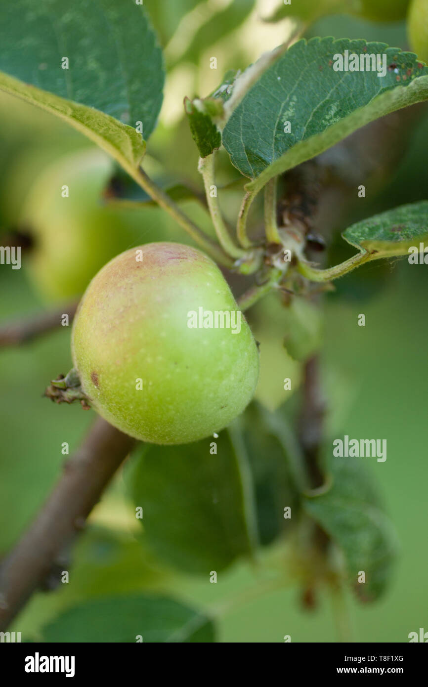 Apple Trees, Michigan Stock Photo - Alamy