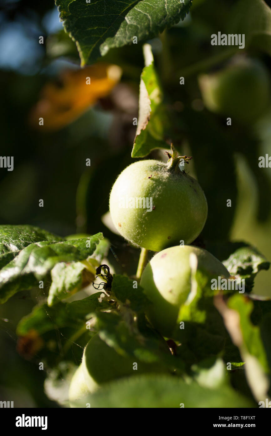 Apple Trees, Michigan Stock Photo - Alamy