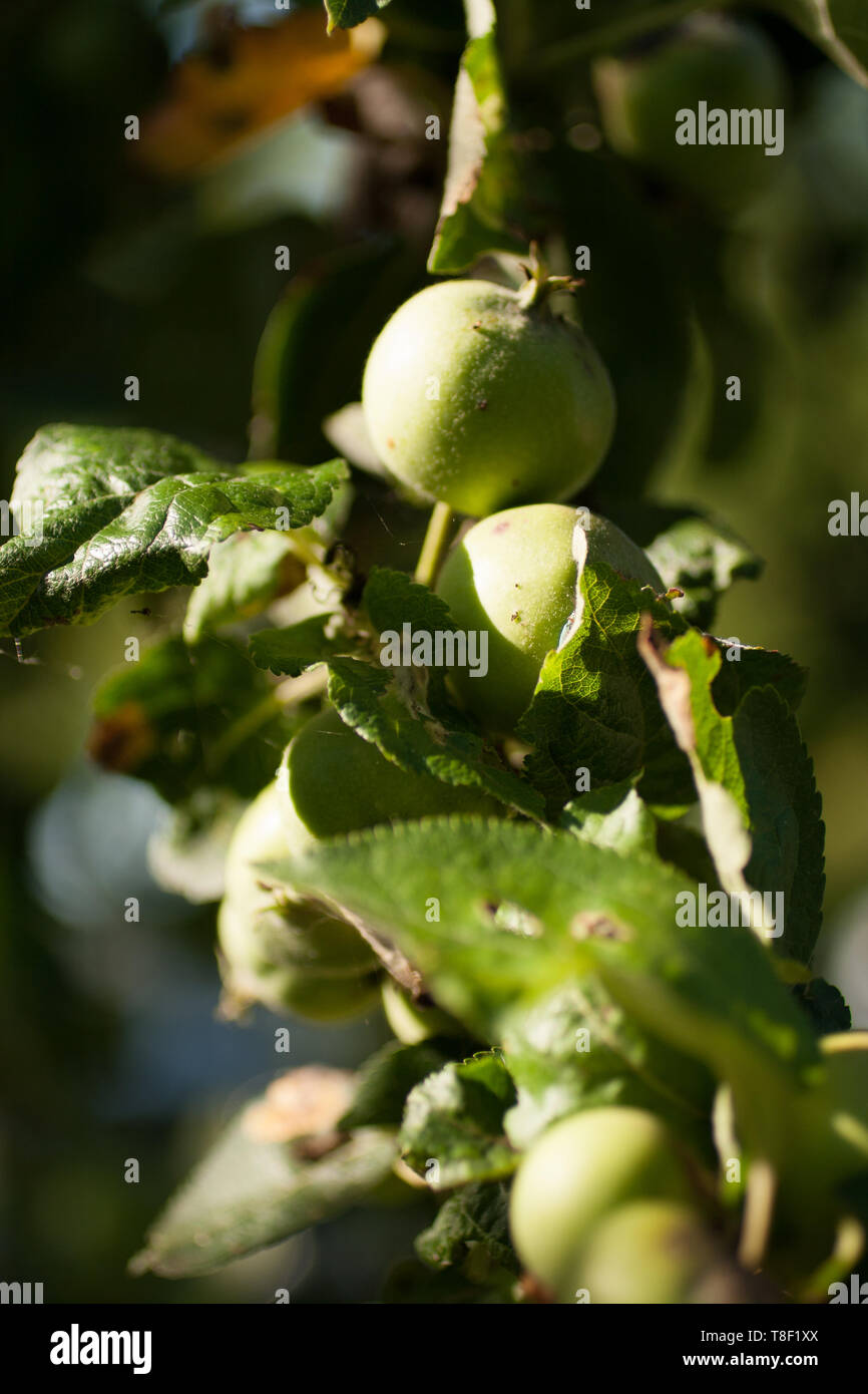 Apple Trees, Michigan Stock Photo - Alamy