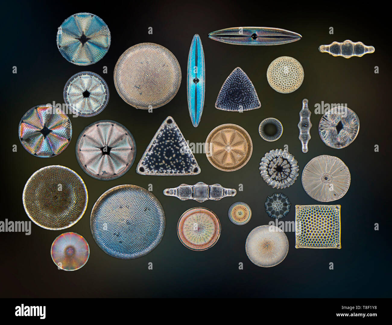 Diatom form diversity hi-res stock photography and images - Alamy