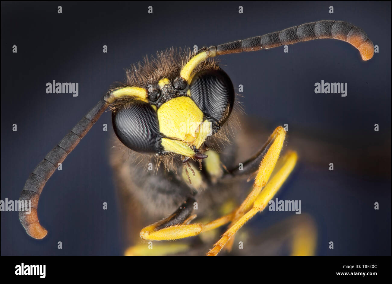 Wasp head hi-res stock photography and images - Alamy