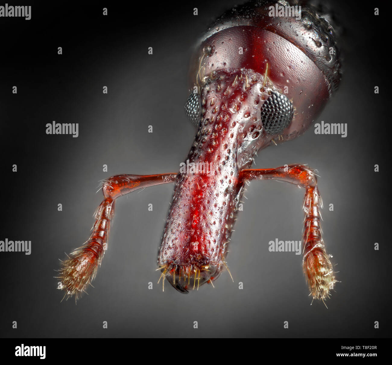 Woodworm beetle hi-res stock photography and images - Alamy