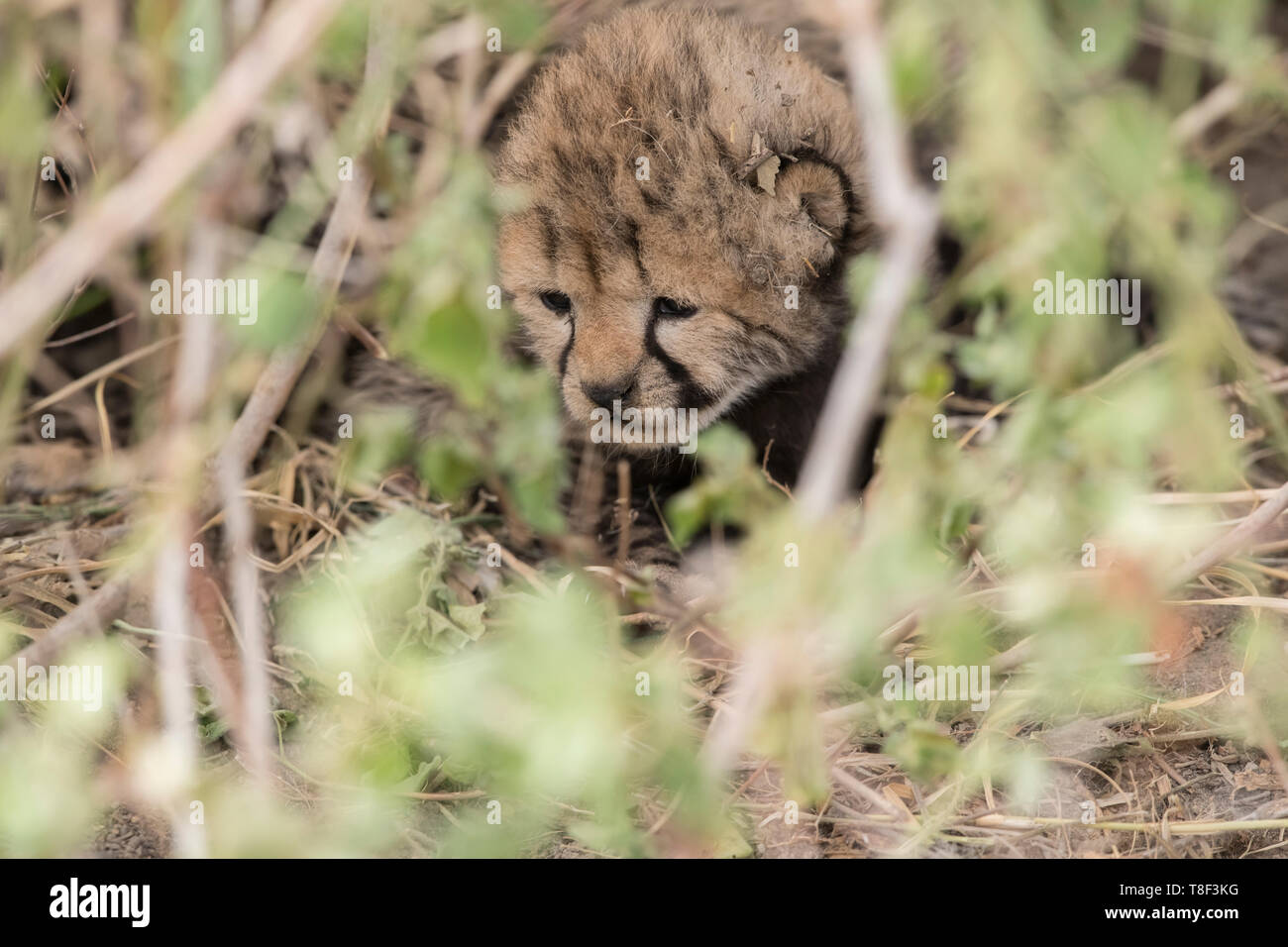 Cheetah baby hi-res stock photography and images - Alamy