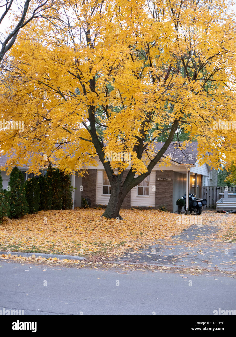 Street scenes during Autumn colors in a suburban city in Canada Stock ...