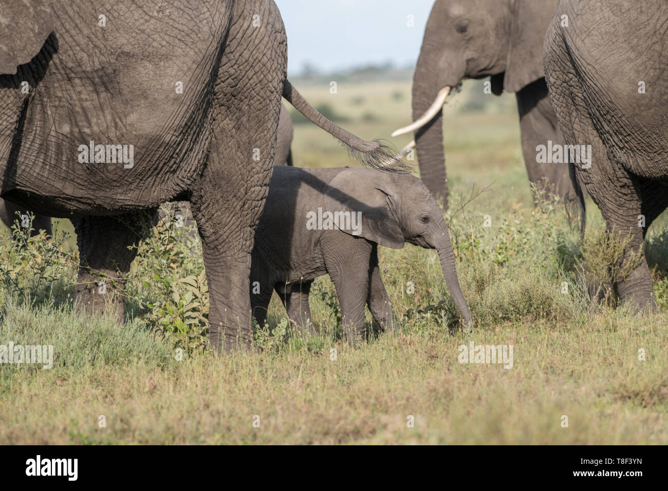 Baby elephant walking with adults, Tanzania Stock Photo - Alamy