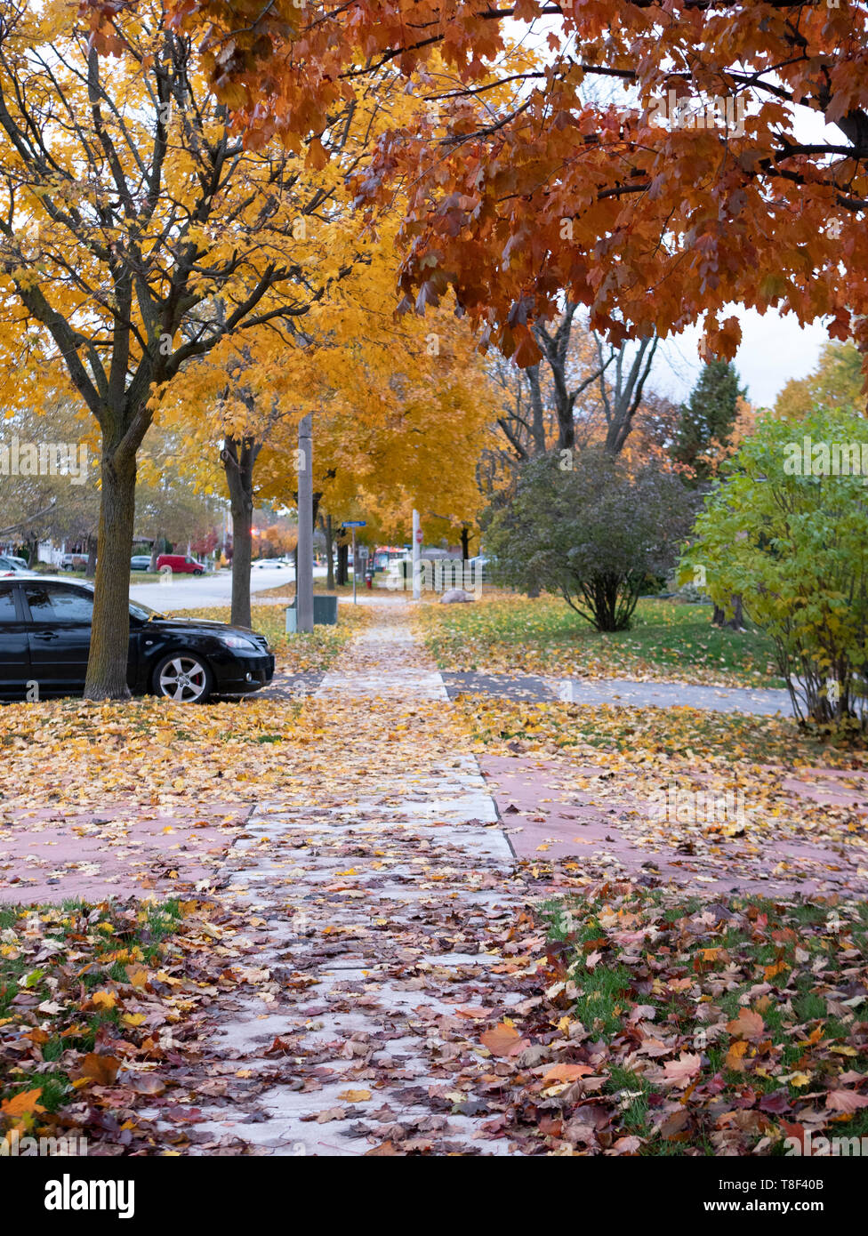 Street scenes during Autumn colors in a suburban city in Canada Stock ...