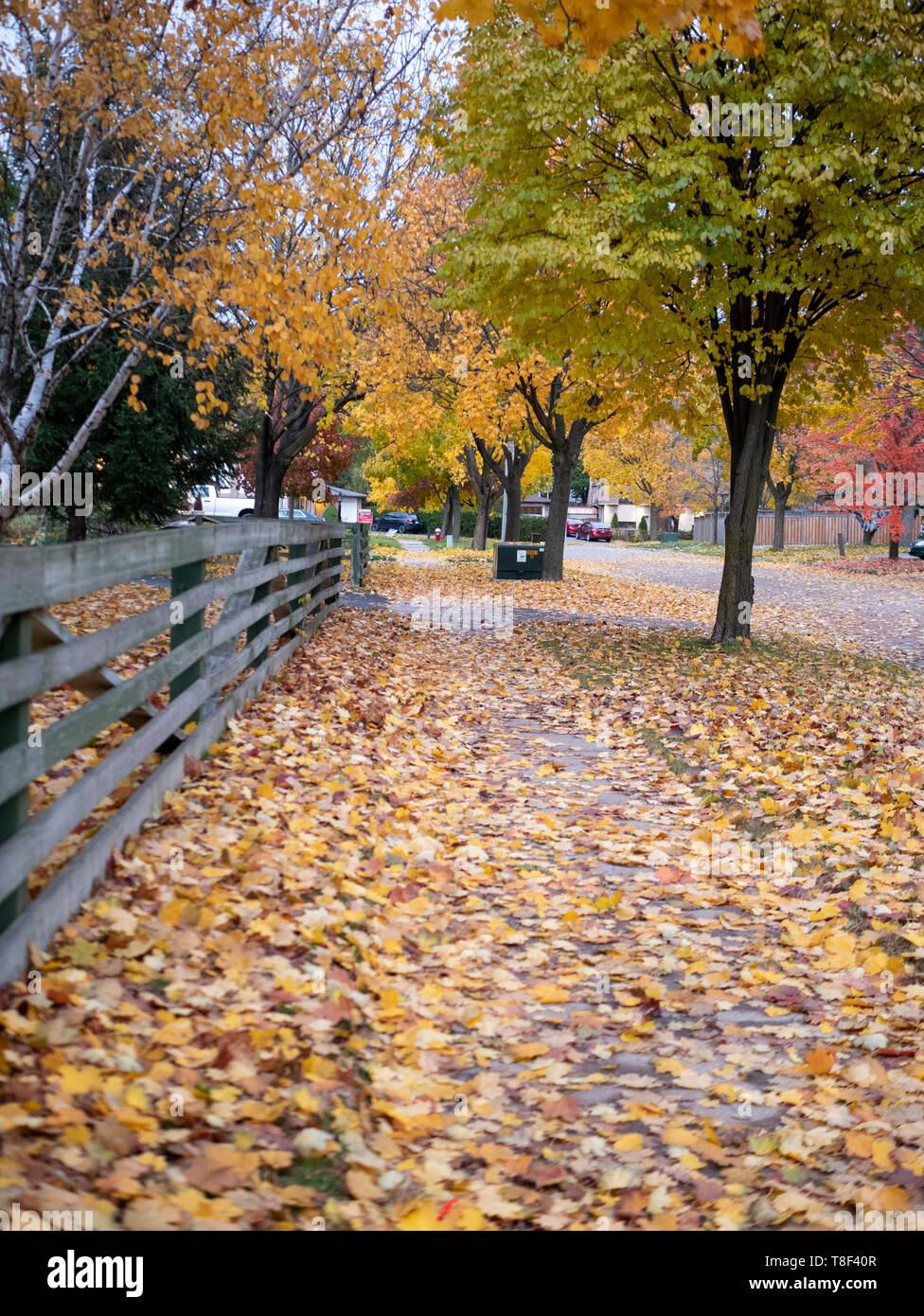 Street scenes during Autumn colors in a suburban city in Canada Stock ...