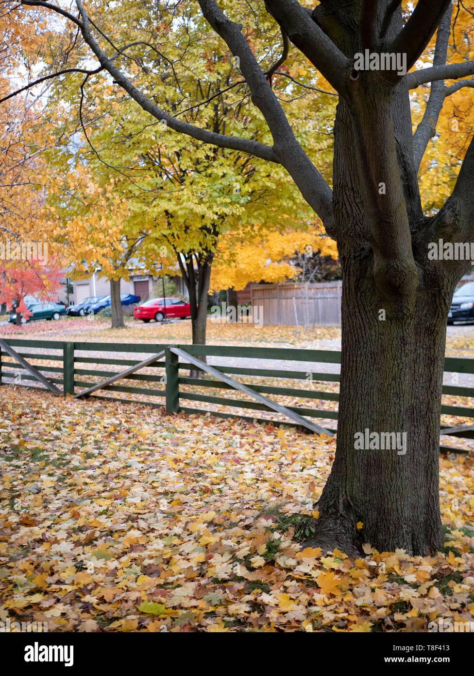 Street scenes during Autumn colors in a suburban city in Canada Stock ...