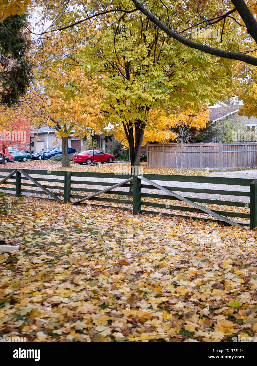 Street scenes during Autumn colors in a suburban city in Canada Stock ...
