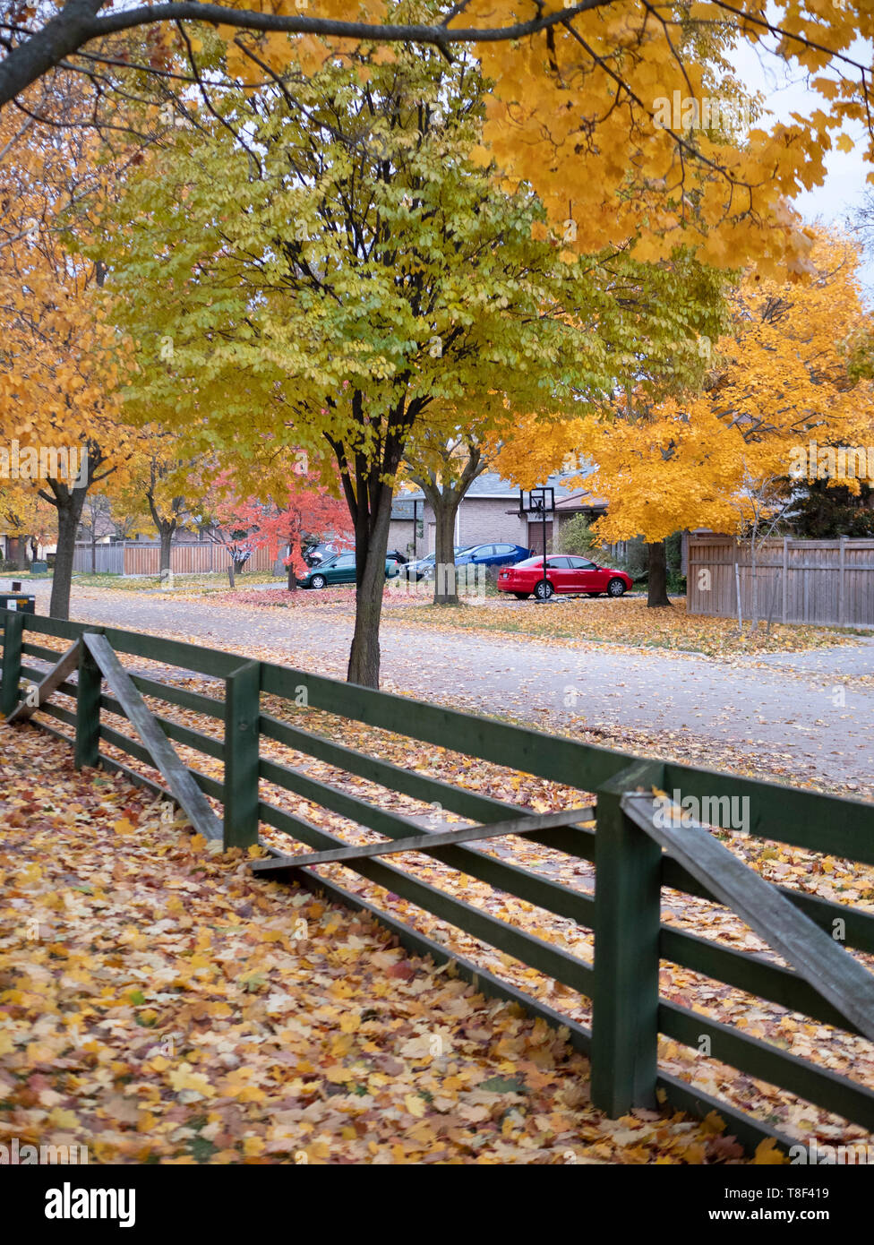 Street scenes during Autumn colors in a suburban city in Canada Stock ...