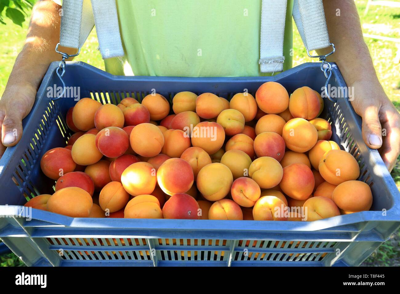 France, Drome, La Roche de Glun, Mansion Bouvat, apricot producer ...