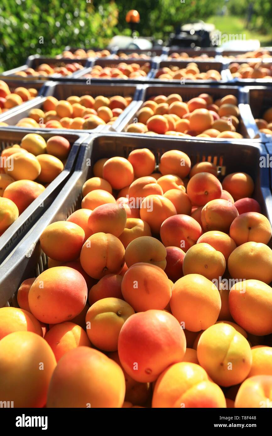 France, Drome, La Roche de Glun, Mansion Bouvat, apricot producer ...