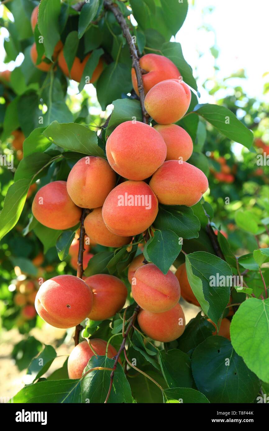 France, Drome, La Roche de Glun, Mansion Bouvat, apricot producer ...
