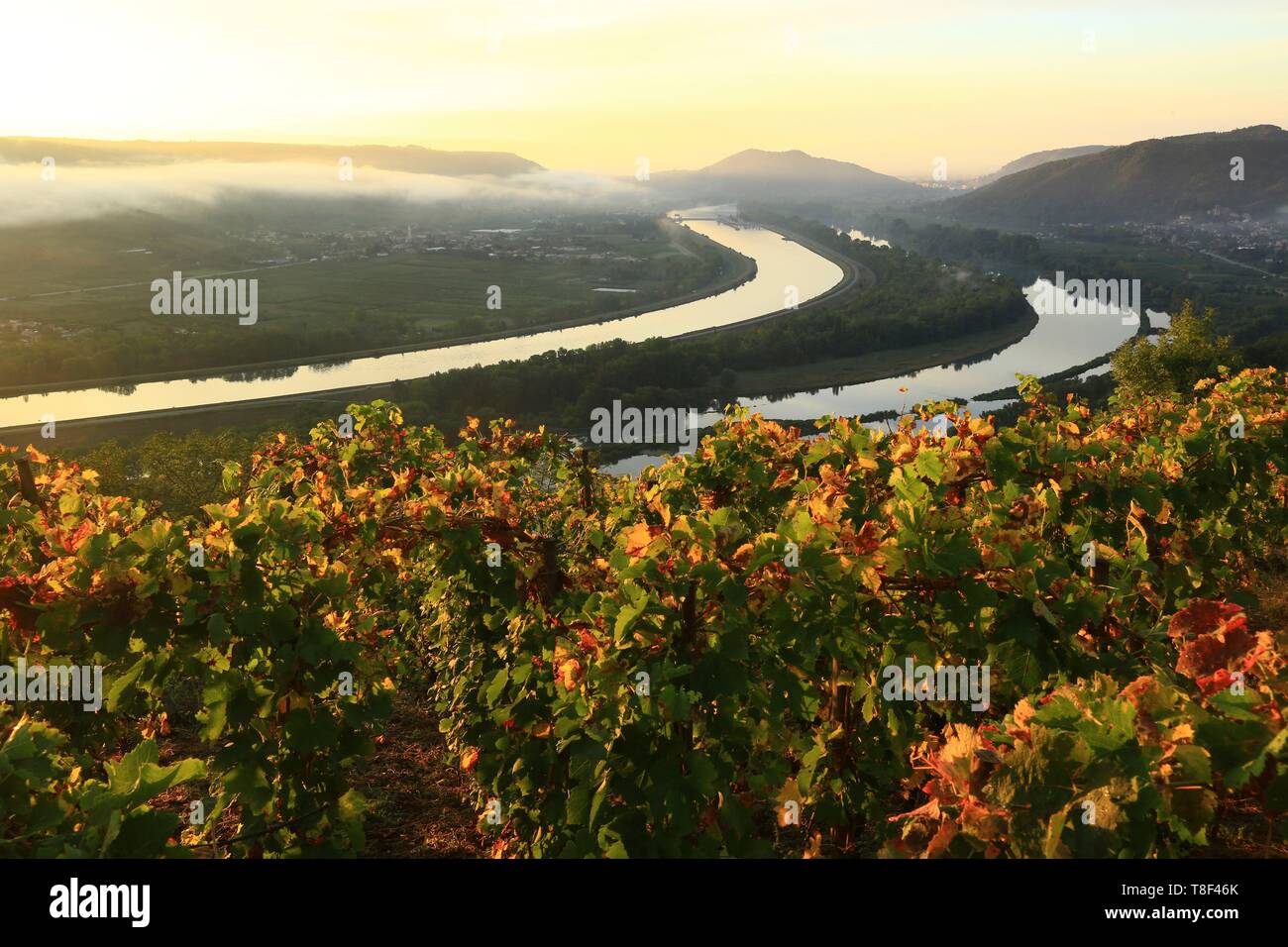 France, Drome, Saint Vallier, The Rhone and the Vieux Rhone upstream ...