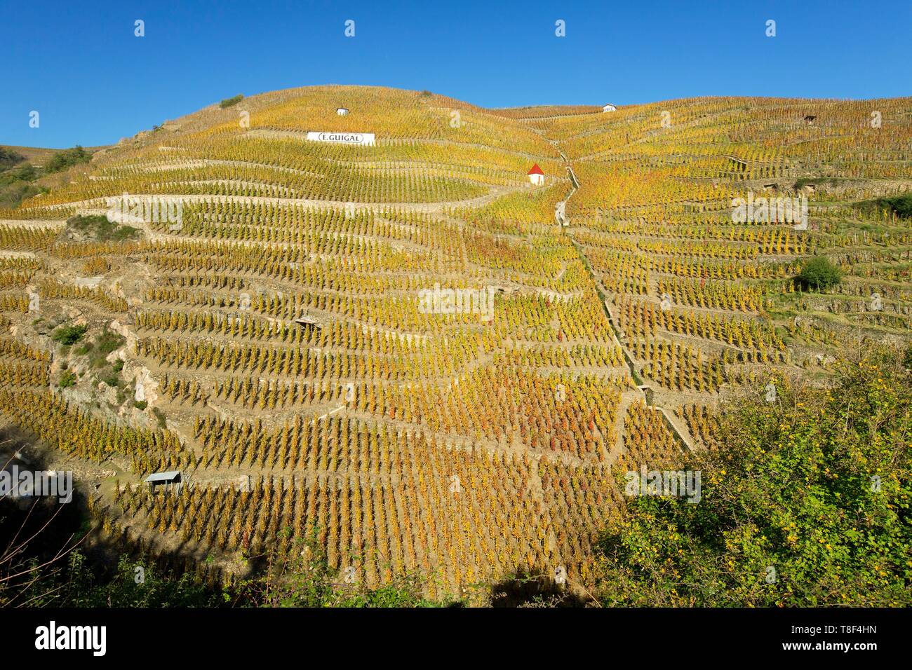 Cote rotie aoc vineyard hi-res stock photography and images - Alamy