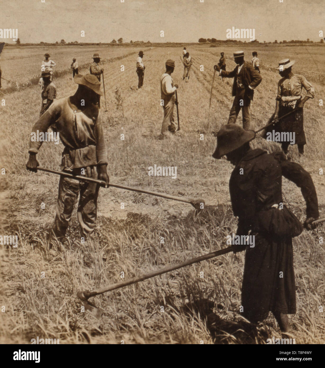 Hoeing hi-res stock photography and images - Alamy