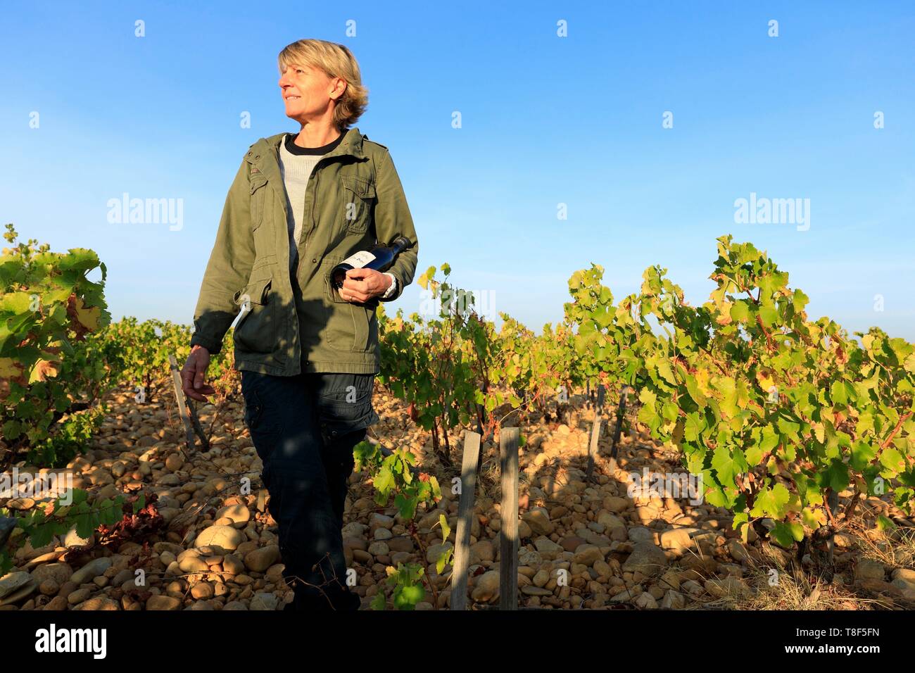 France, Vaucluse, Chateauneuf du Pape, Mayard vineyards, AOC ...