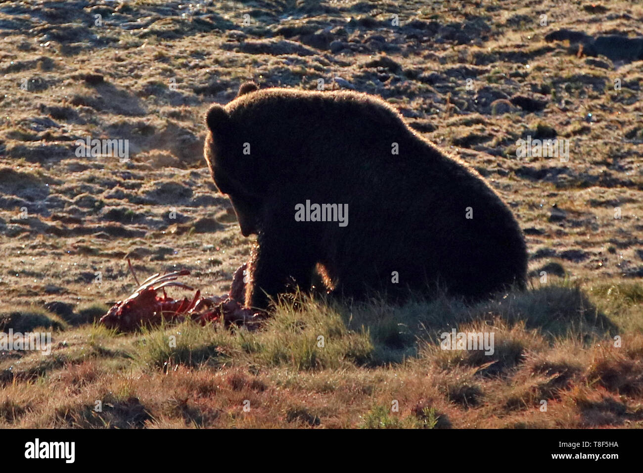 Grizzly Bear Eating Elk