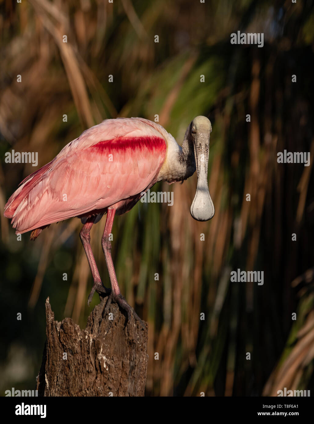 Roseate Spoonbill in Florida Stock Photo - Alamy
