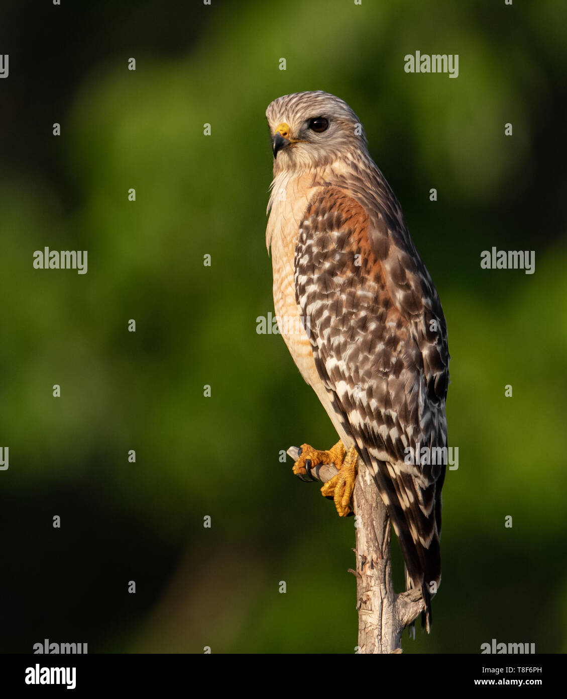 Red shouldered hawk Stock Photo - Alamy