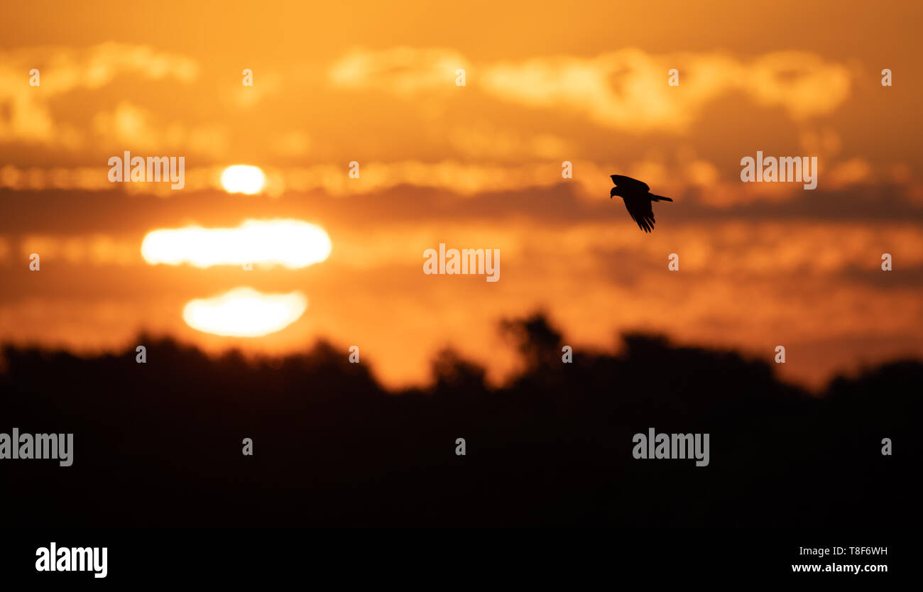 Sunset at the Beach Stock Photo - Alamy